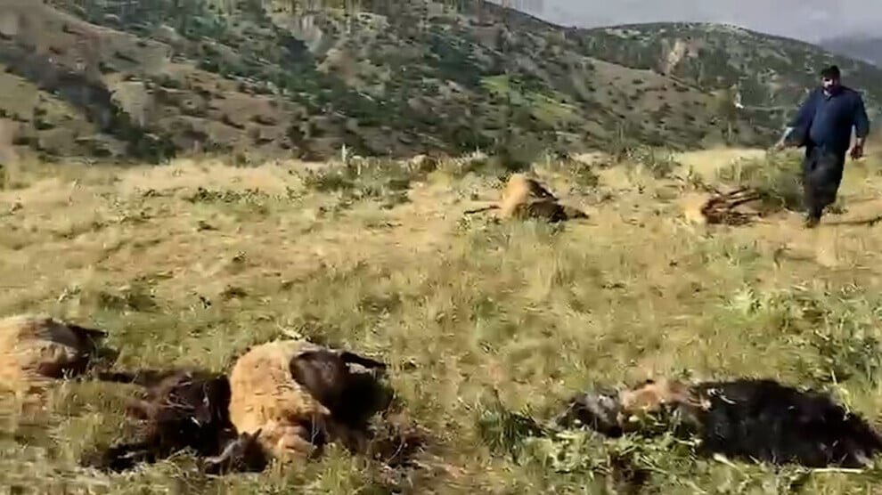 Xîzan: Dorpsbewakers doden 100 schapen en bedreigen herders - Koerdisch ...